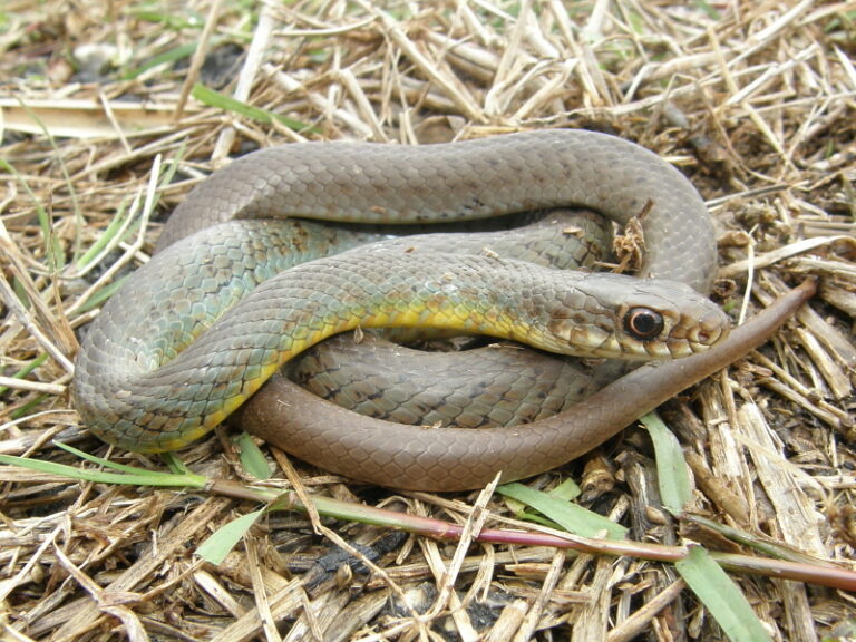Eastern Yellow-bellied Racer Facts, Description, Diet, and Pictures