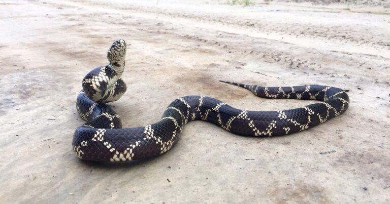 Eastern Kingsnake Facts, Description, Diet, and Images
