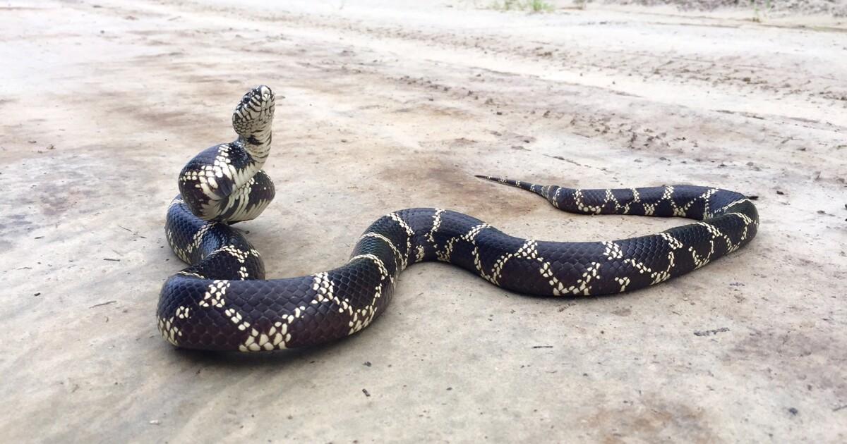 Eastern Kingsnake Facts, Description, Diet, and Images