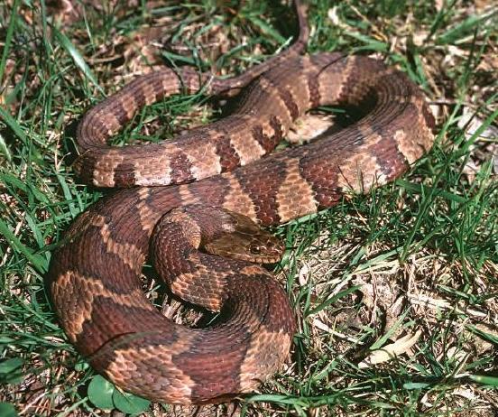 Northern Water Snake Facts, Description, Diet, and Pictures
