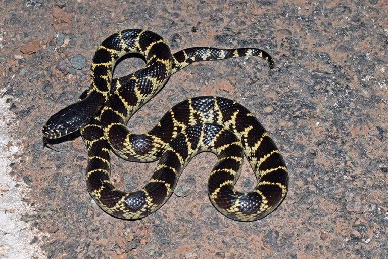 Desert Kingsnake Facts, Description, Diet, and Pictures