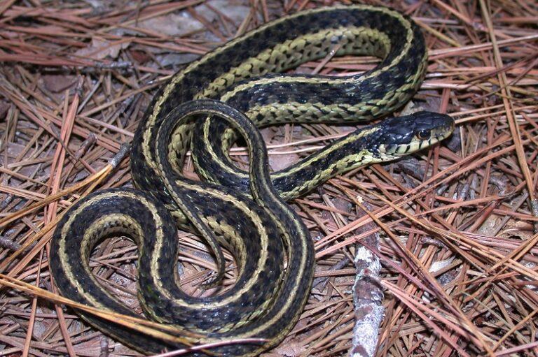 Eastern Garter Snake Facts, Description, Diet, and Pictures