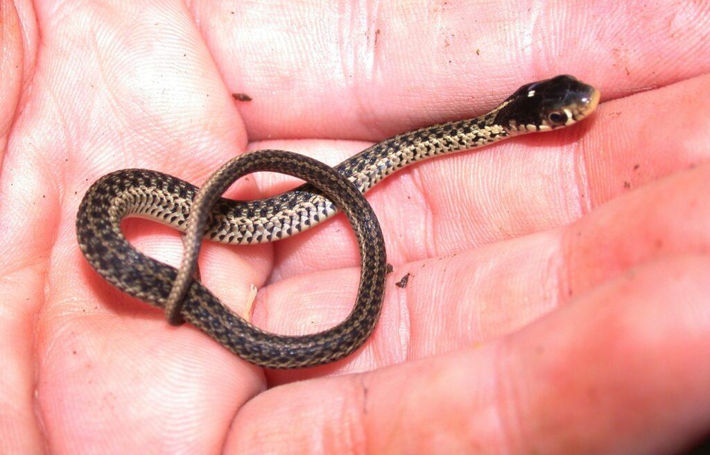 Eastern Garter Snake Facts, Description, Diet, and Pictures