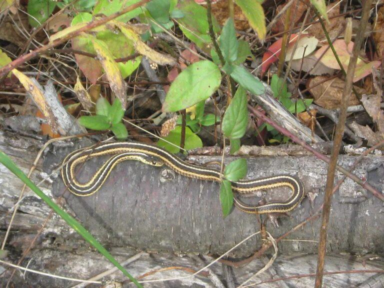 Eastern Garter Snake Facts, Description, Diet, and Pictures
