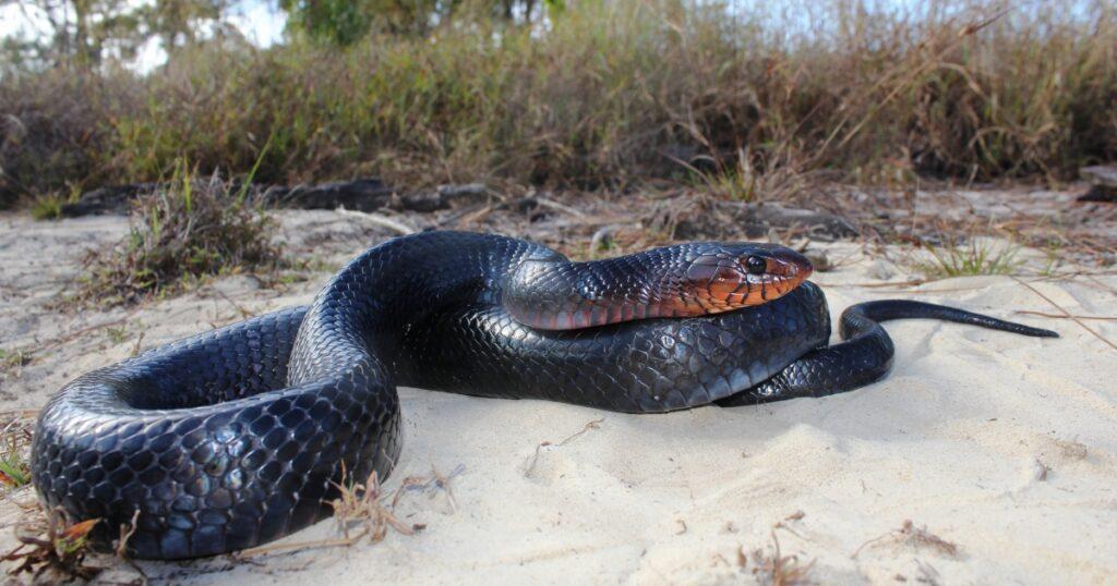 Texas Indigo Snake Facts, Description, Diet, and Pictures