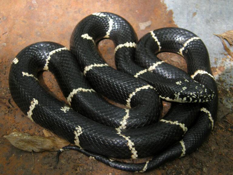 Eastern Kingsnake Facts, Description, Diet, and Images