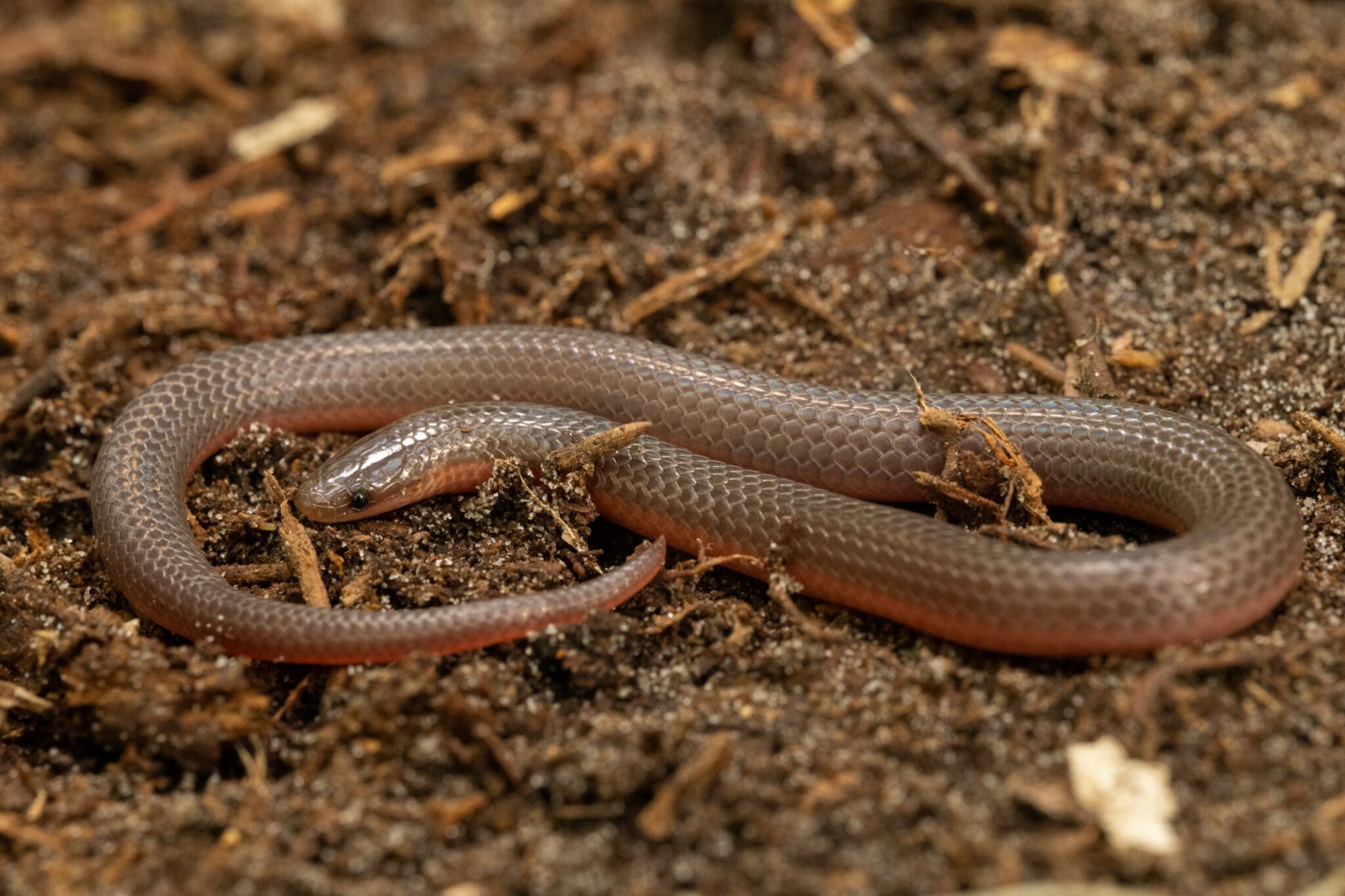 Eastern Worm Snake Facts, Description, Diet, and Pictures