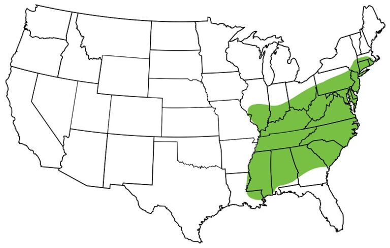 Eastern Worm Snake Facts, Description, Diet, and Pictures