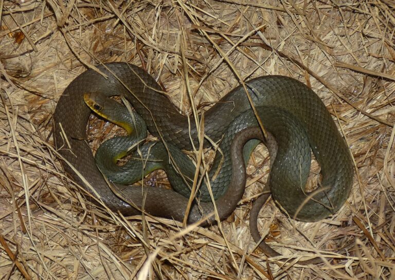 Eastern Yellow-bellied Racer Facts, Description, Diet, and Pictures