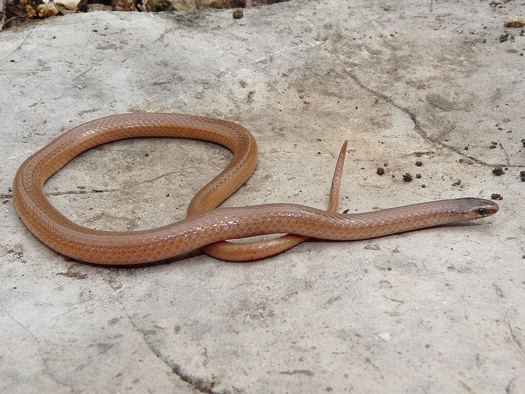 Flat-headed Snake Facts, Description, Diet, and Pictures