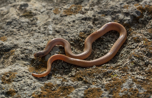 Flat-headed Snake Facts, Description, Diet, and Pictures