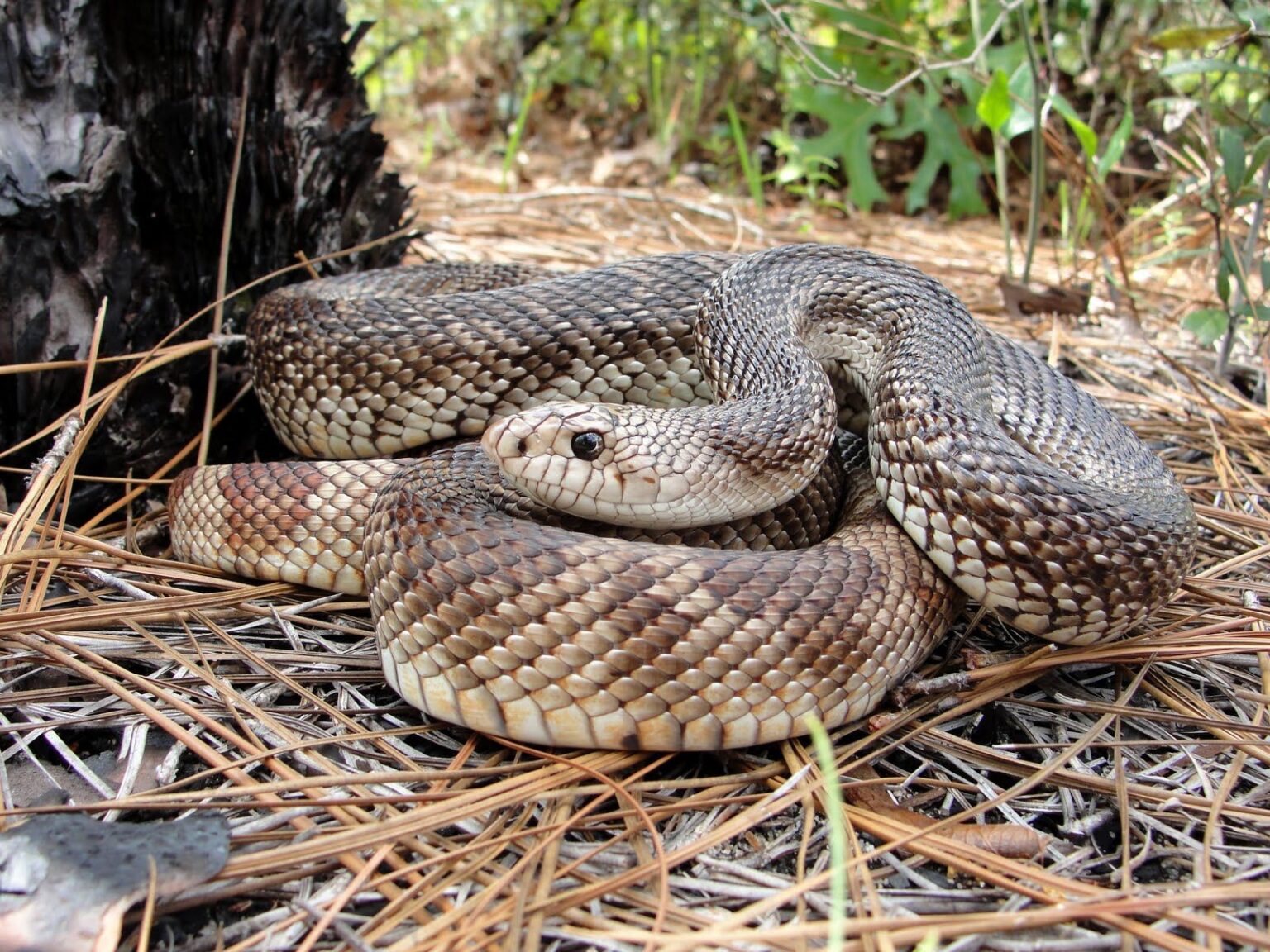 Northern Pine Snake Facts, Description, Diet, and Pictures