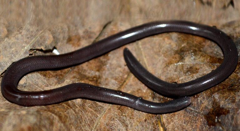 Brahminy Blind Snake Facts, Description, Diet, and Pictures