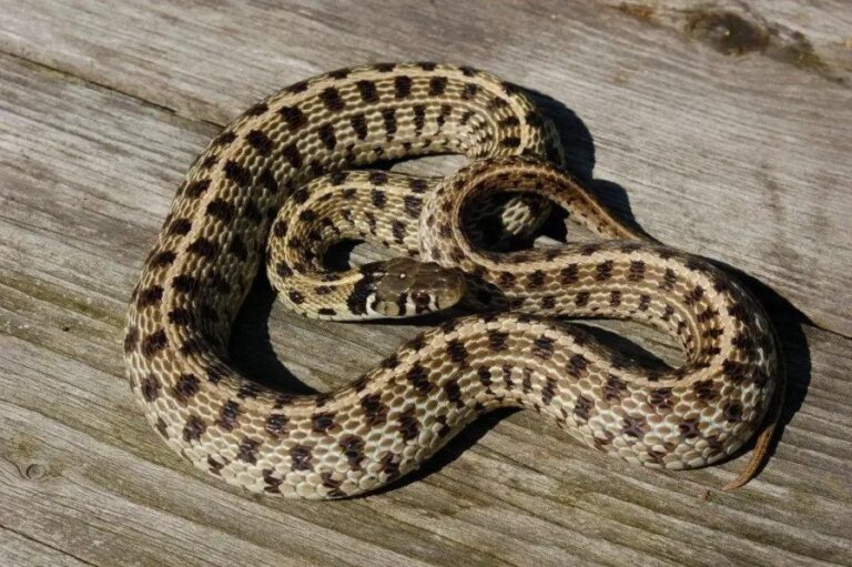 Checkered Garter Snake Facts, Description, Diet, and Pictures