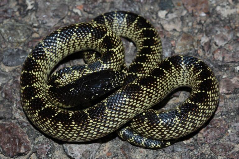 Desert Kingsnake Facts, Description, Diet, and Pictures