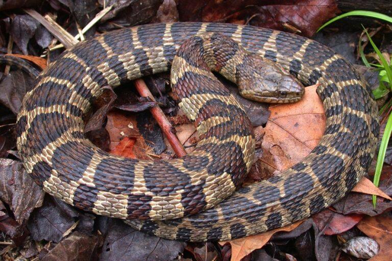 Northern Water Snake Facts, Description, Diet, and Pictures