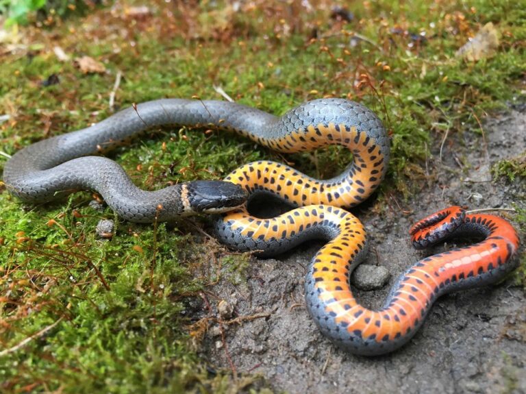 Ring-necked Snake Facts, Description, Diet, and Pictures