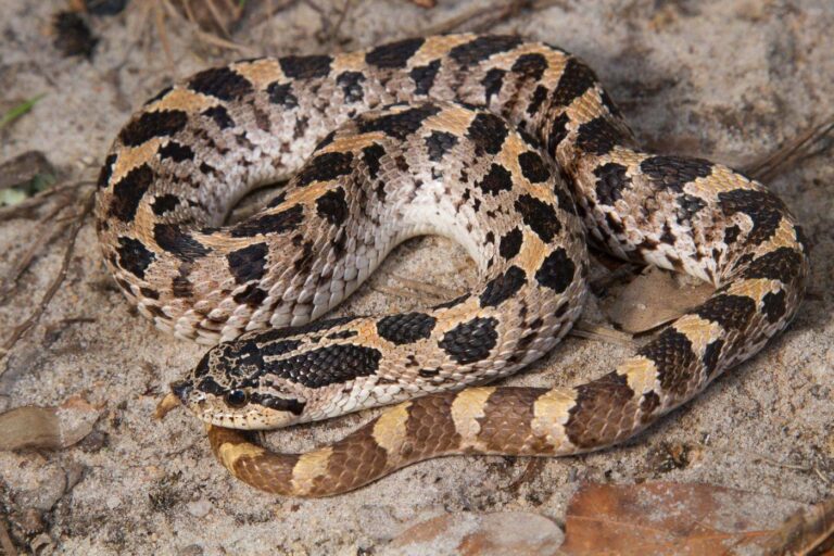Southern Hognose Snake Facts, Description, Diet, and Pictures