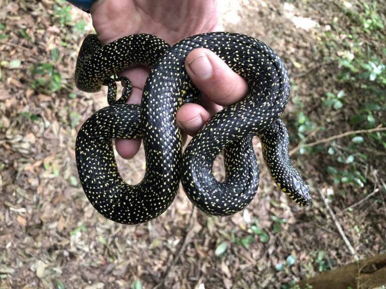 Speckled Kingsnake Facts, Description, Diet, and Pictures