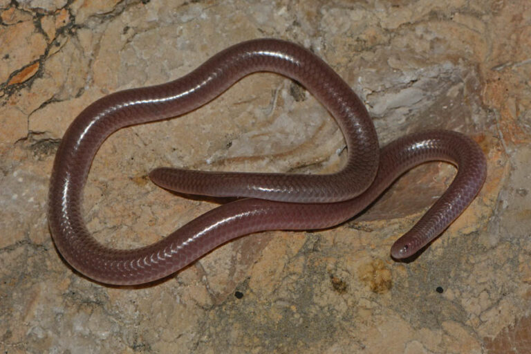 Texas Blind Snake Facts, Description, Diet, and Pictures