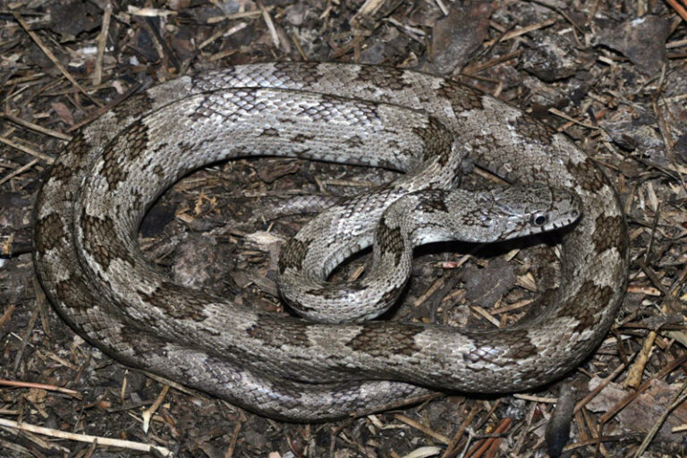 Gray Rat Snake Facts, Description, Diet, and Pictures