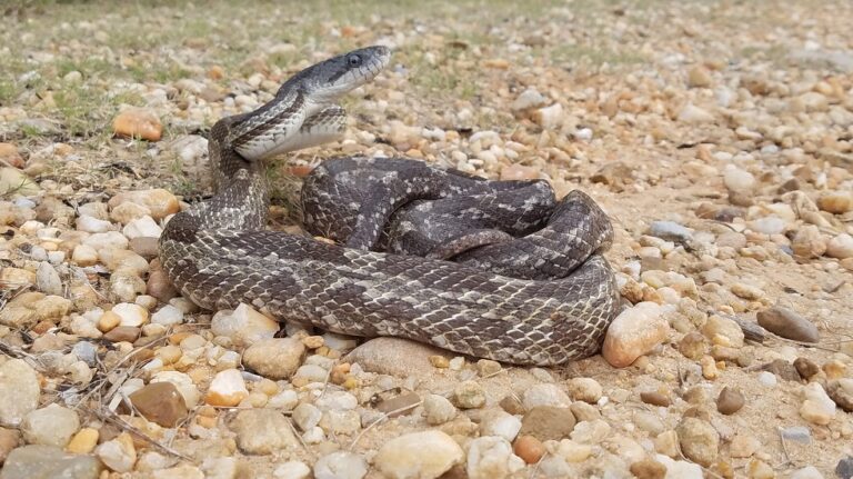 Gray Rat Snake Facts, Description, Diet, and Pictures