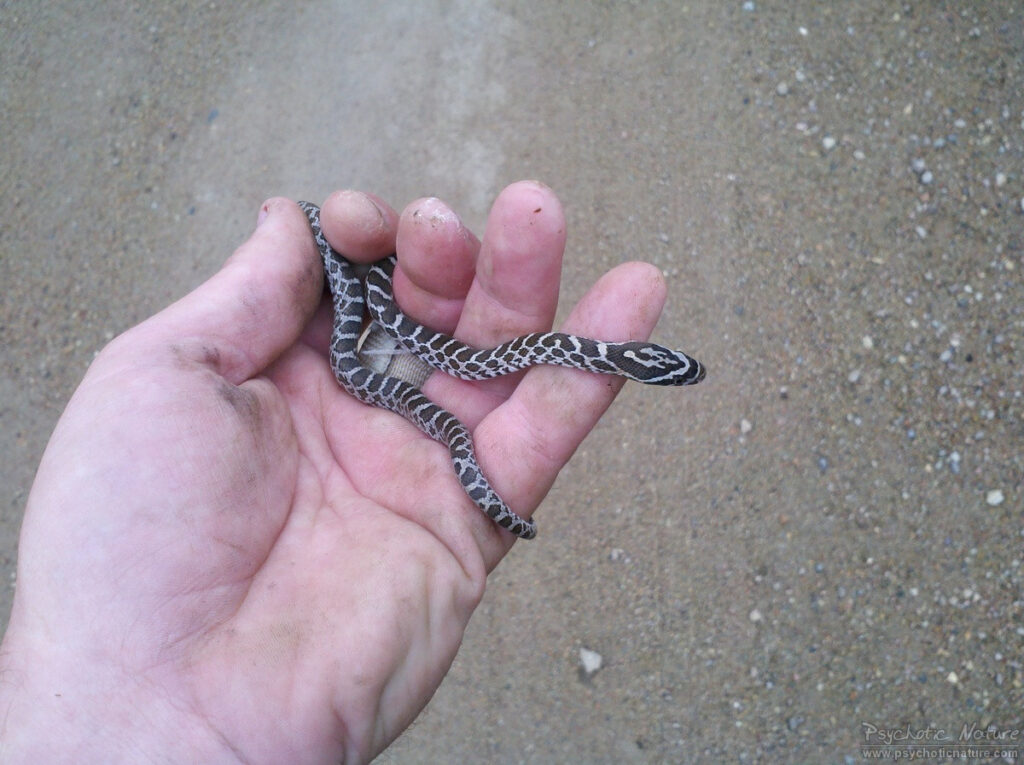 Great Plains Rat Snake Facts, Description, Diet, and Pictures