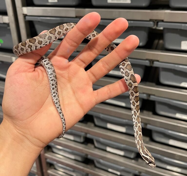 Great Plains Rat Snake Facts, Description, Diet, and Pictures