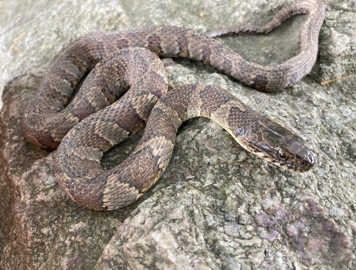 Northern Water Snake Facts, Description, Diet, and Pictures