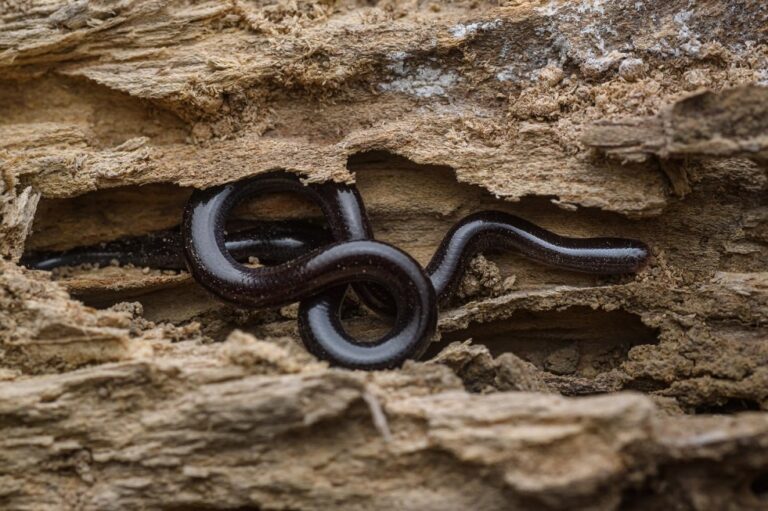Brahminy Blind Snake Facts, Description, Diet, and Pictures