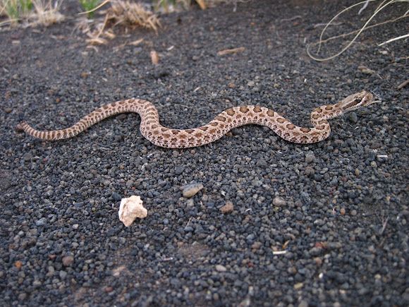 Prairie Rattlesnake Facts, Description, Diet, and Pictures