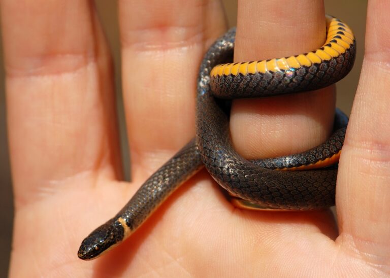 Ring-necked Snake Facts, Description, Diet, and Pictures
