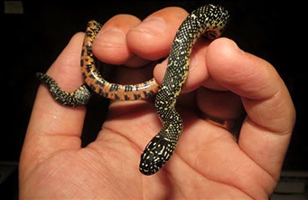 Speckled Kingsnake Facts, Description, Diet, and Pictures