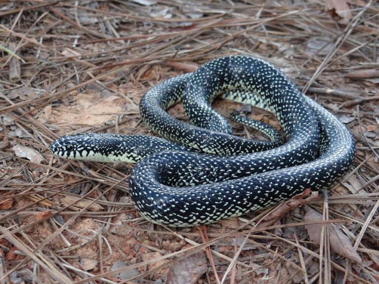 Speckled Kingsnake Facts, Description, Diet, and Pictures