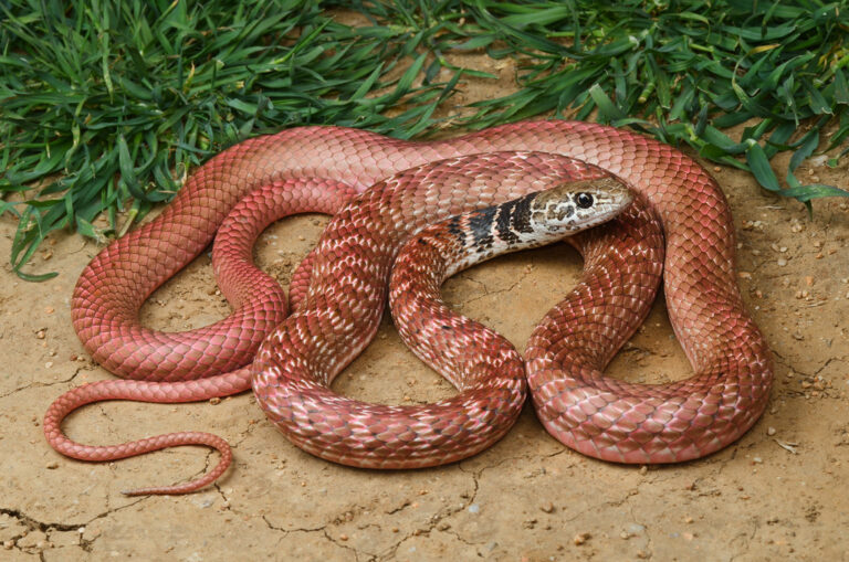 Red Racer Facts, Description, Diet, and Pictures