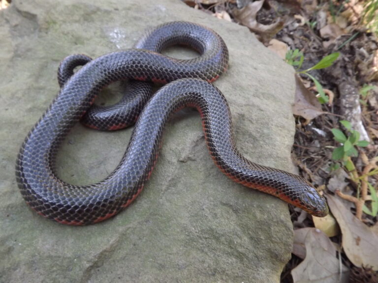 Western Mud Snake Facts, Description, Diet, and Pictures