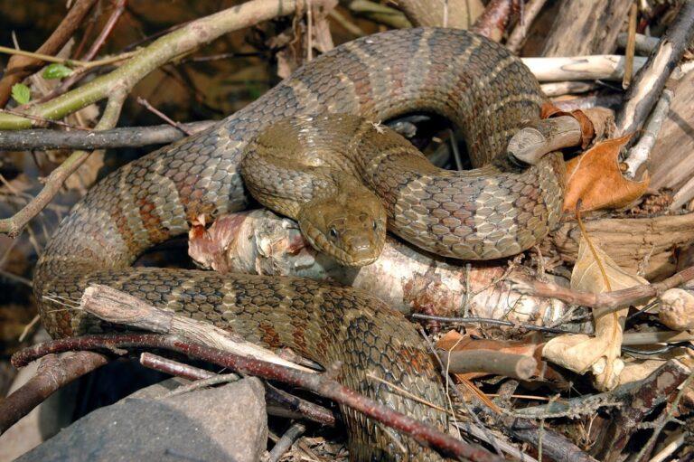 Northern Water Snake Facts, Description, Diet, and Pictures