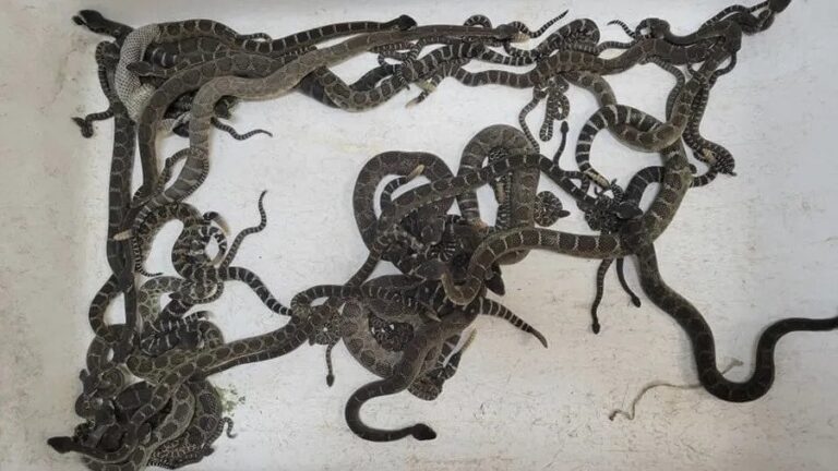 Northern Pacific Rattlesnake Facts, Description, Diet, and Pictures