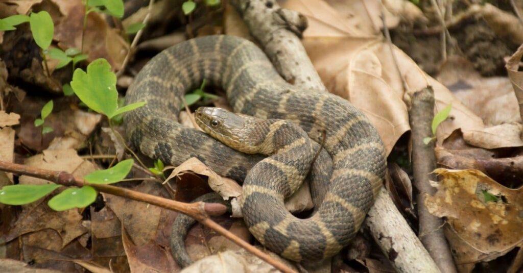 Northern Water Snake Facts, Description, Diet, and Pictures