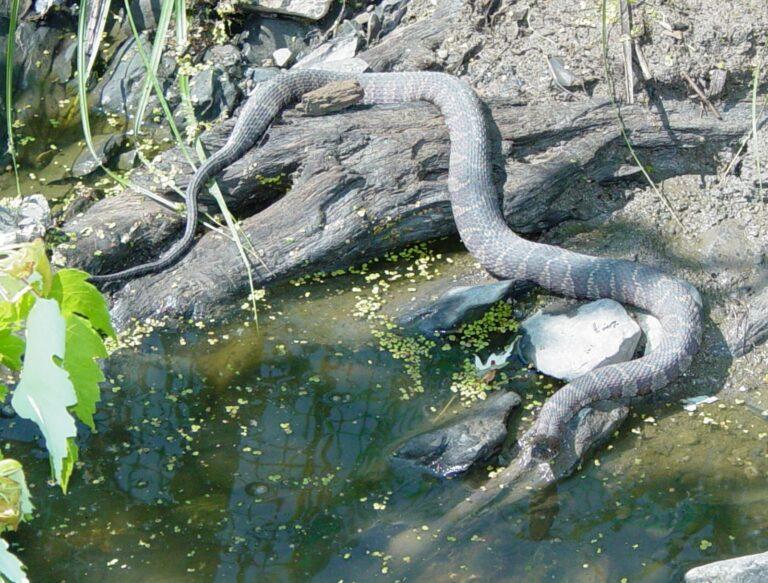 Northern Water Snake Facts, Description, Diet, and Pictures