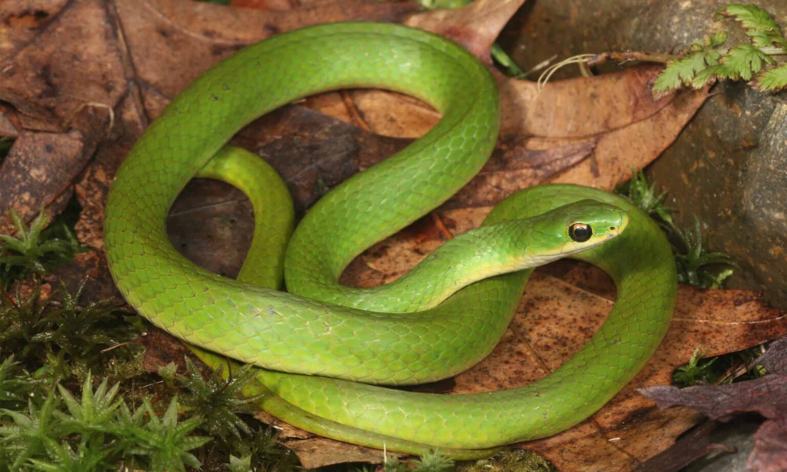 Smooth Green Snake Facts, Description, Diet, and Pictures