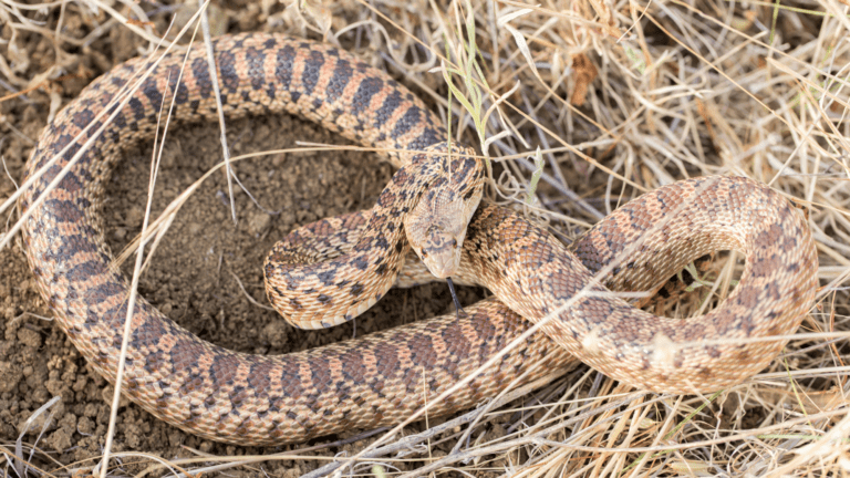 Pacific Gopher Snake Facts, Description, Size, Diet, and Pictures
