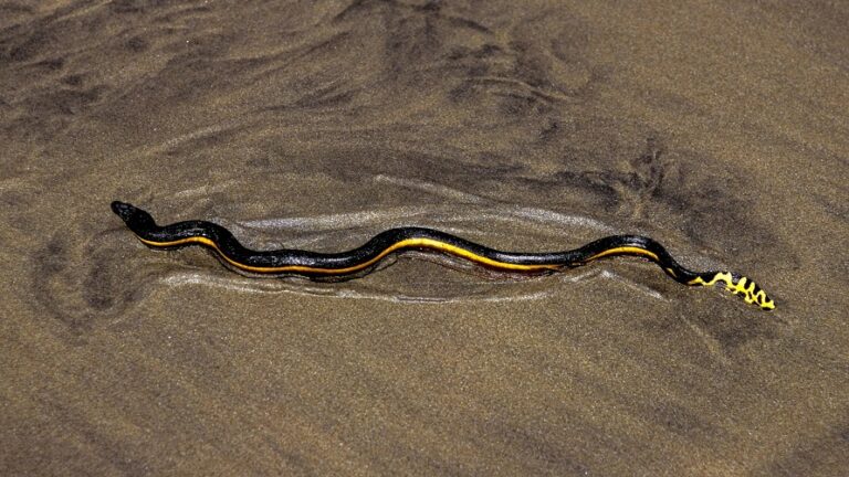 Yellow-bellied Sea Snake Identification, Habitat, Diet, and Pictures