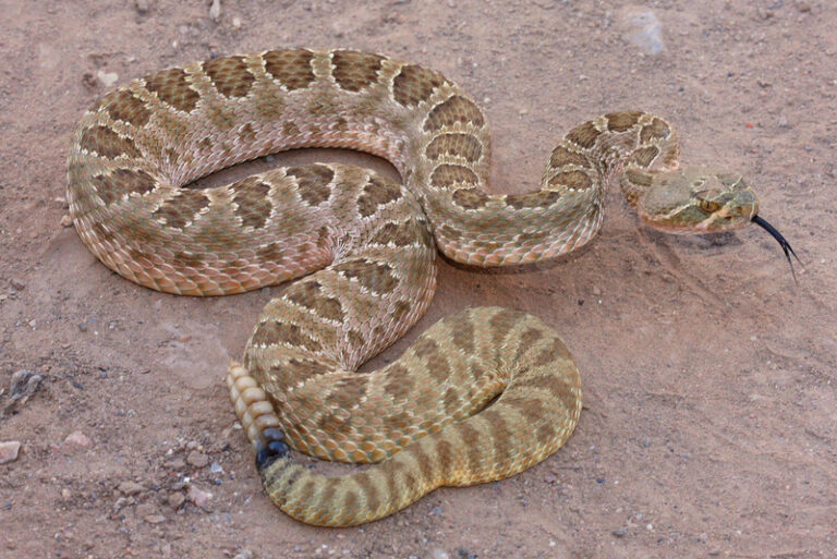 Prairie Rattlesnake Facts, Description, Diet, and Pictures