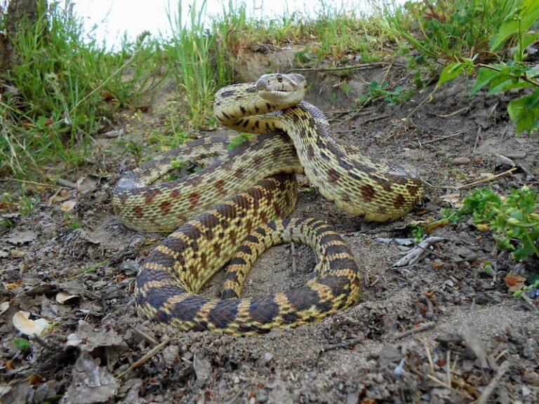 Pacific Gopher Snake Facts, Description, Size, Diet, and Pictures