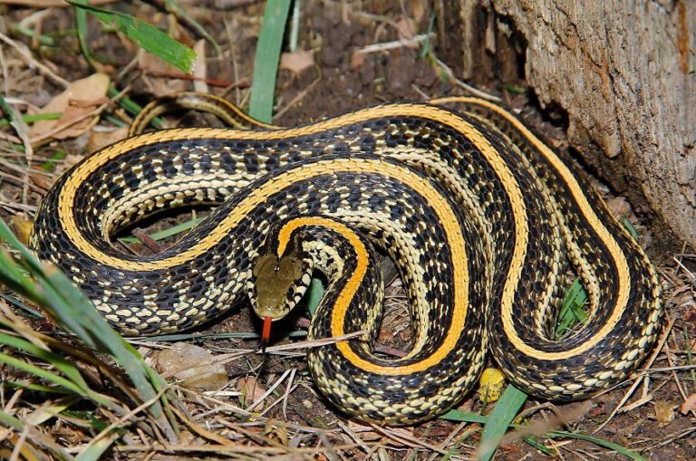 Plains Garter Snake Facts, Description, Diet, and Pictures