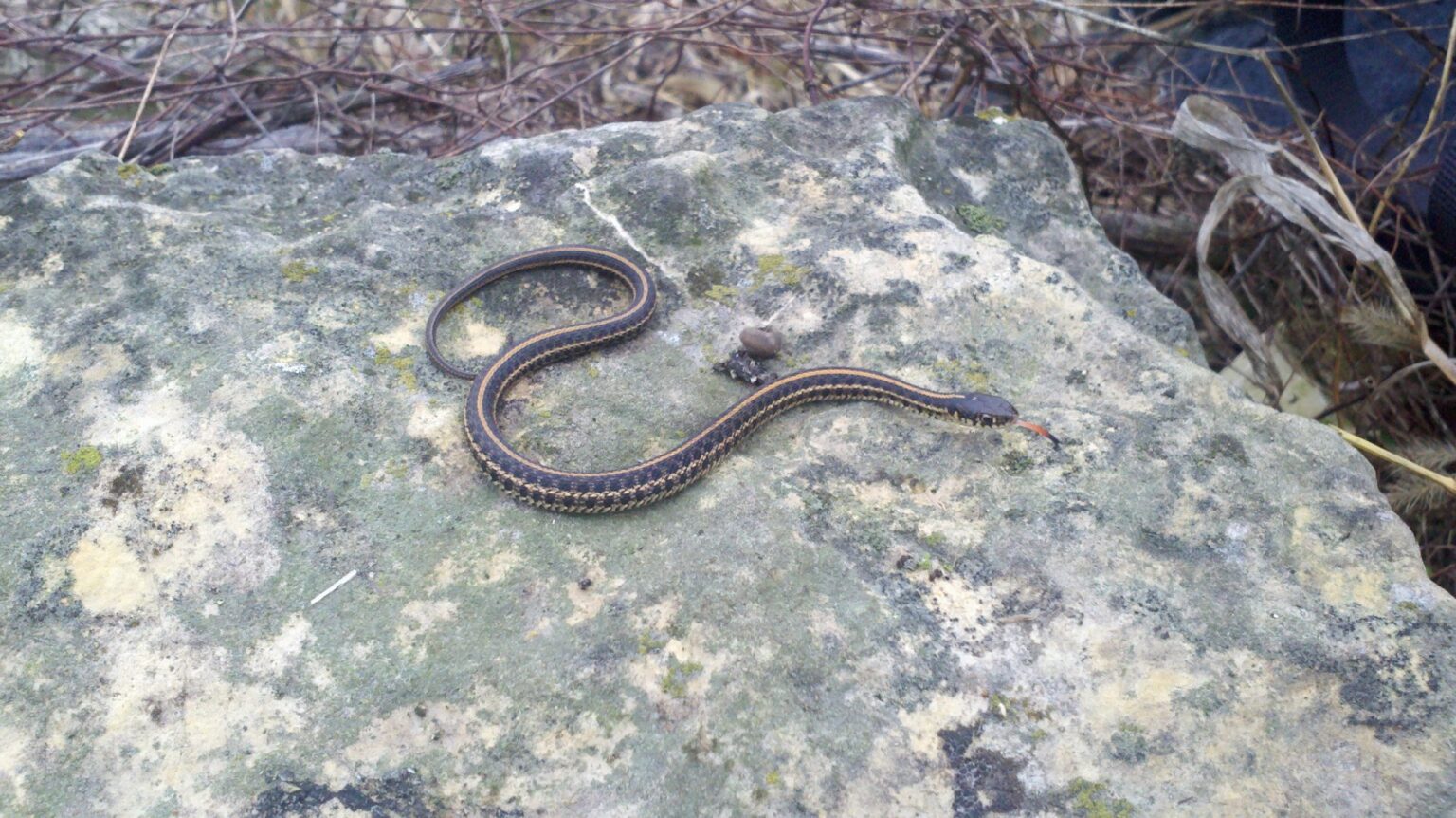 Plains Garter Snake Facts, Description, Diet, and Pictures