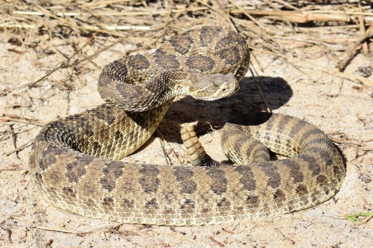 Prairie Rattlesnake Facts, Description, Diet, and Pictures