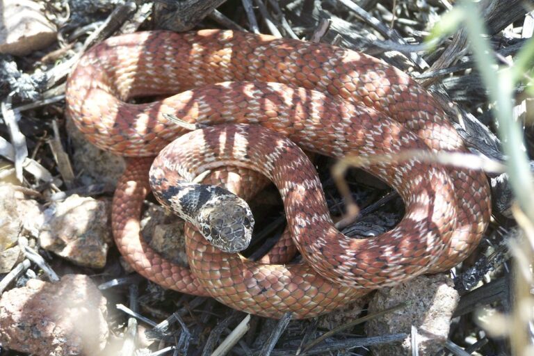 Red Racer Facts, Description, Diet, and Pictures