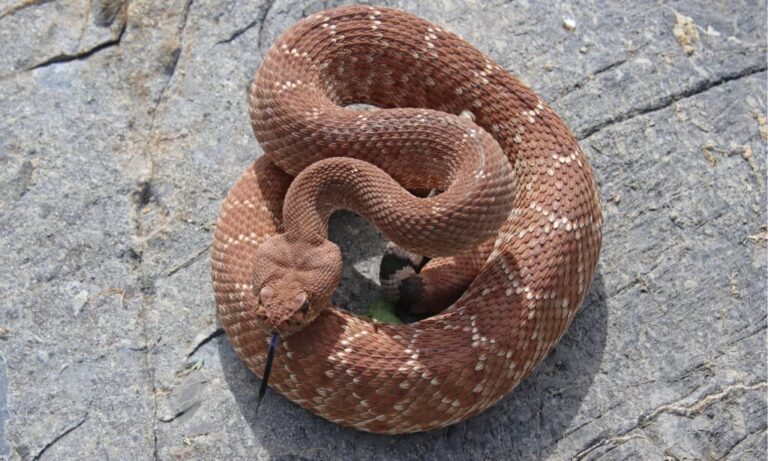 Red Diamond Rattlesnake Facts, Description, Diet, and Pictures